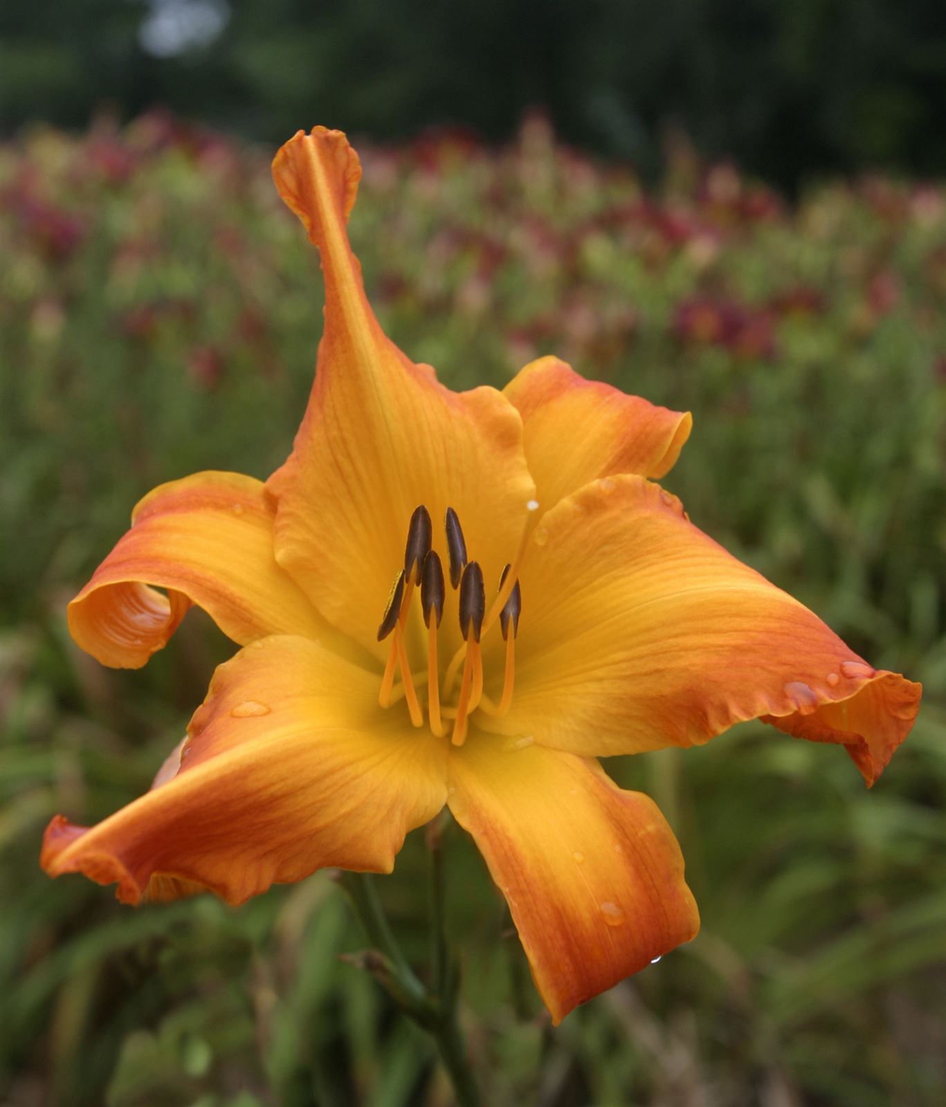 Locations Hub - Pinecliffe Gardens